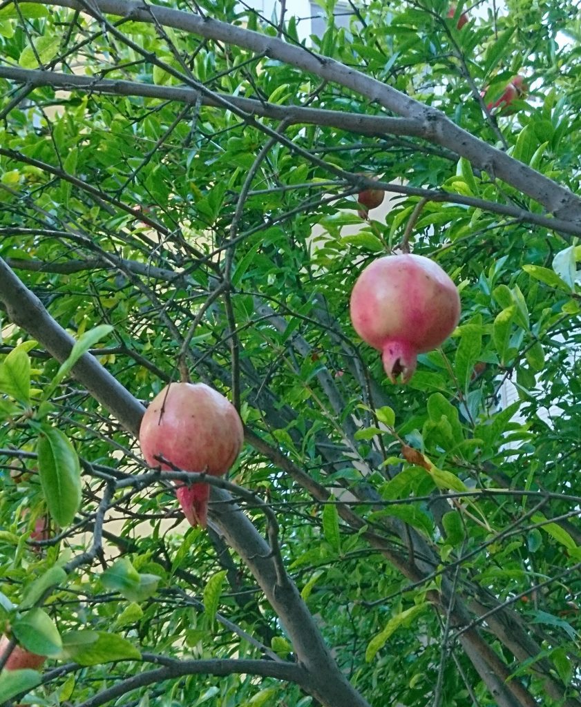 Index of /wordpress/wp-content/uploads/2017/01